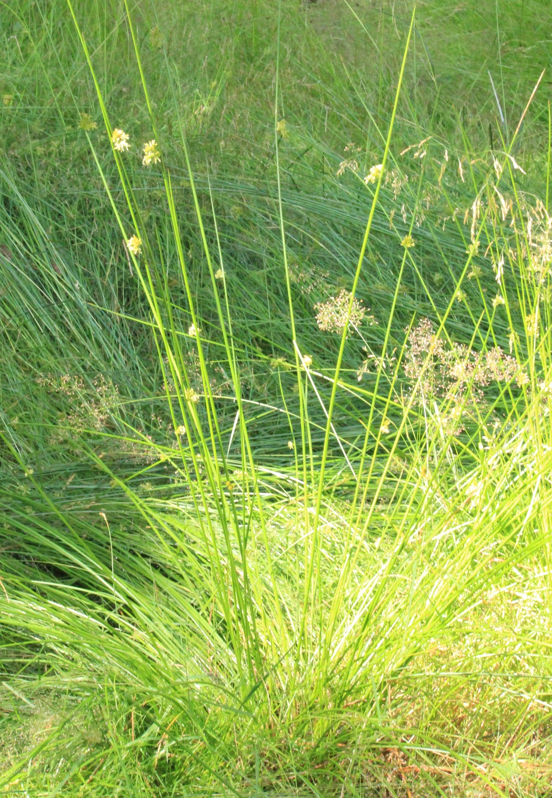 Nature views: Karplanter (99)