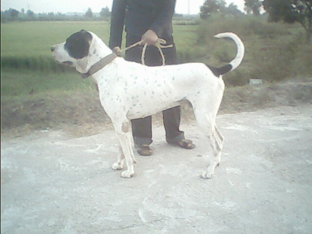 Pakistani Dog photos and Videos: Pakistani Bully Dog