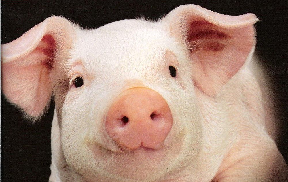 SOCIEDAD DE CAZADORES DE GÜIMAR: RIFA DE UN COCHINO