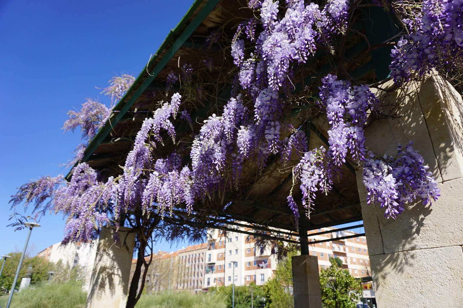 Plantas de Huerta Otea, Salamanca: Glicinia japonesa (Wisteria floribunda)