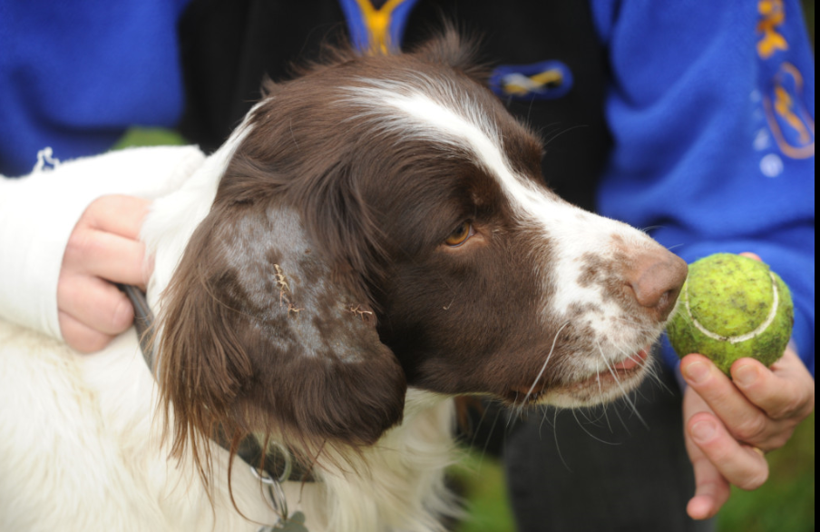 Four legged friends (and enemies): Three Staffordshire bull terriers ...