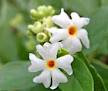 Different Flowers in Bangladesh: Description