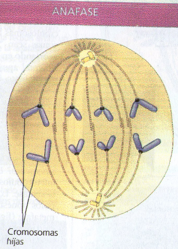 LA ERA MÁS APASIONANTE DE LA BIOLOGÍA: MITOSIS