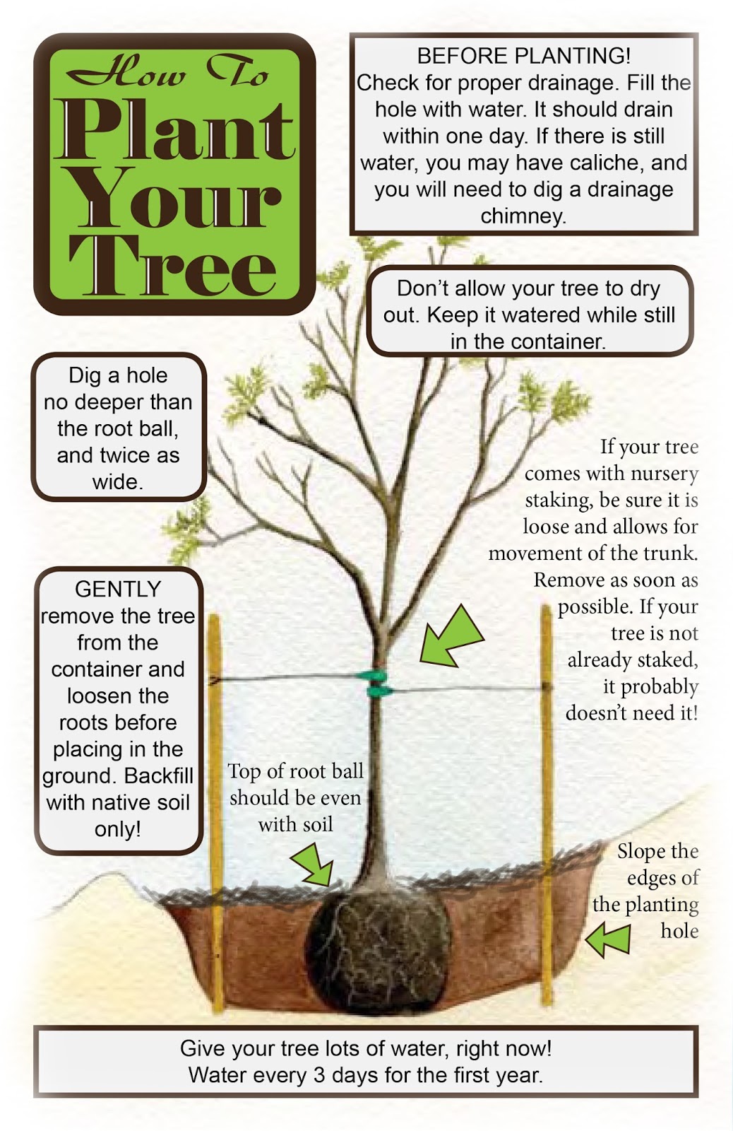 Commercial And Emergency Tree services : 10 Stерѕ For Planting Trееѕ ...