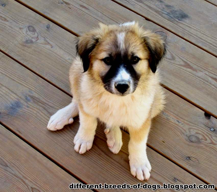 What are the different breeds of dogs?: Afghan Shepherd
