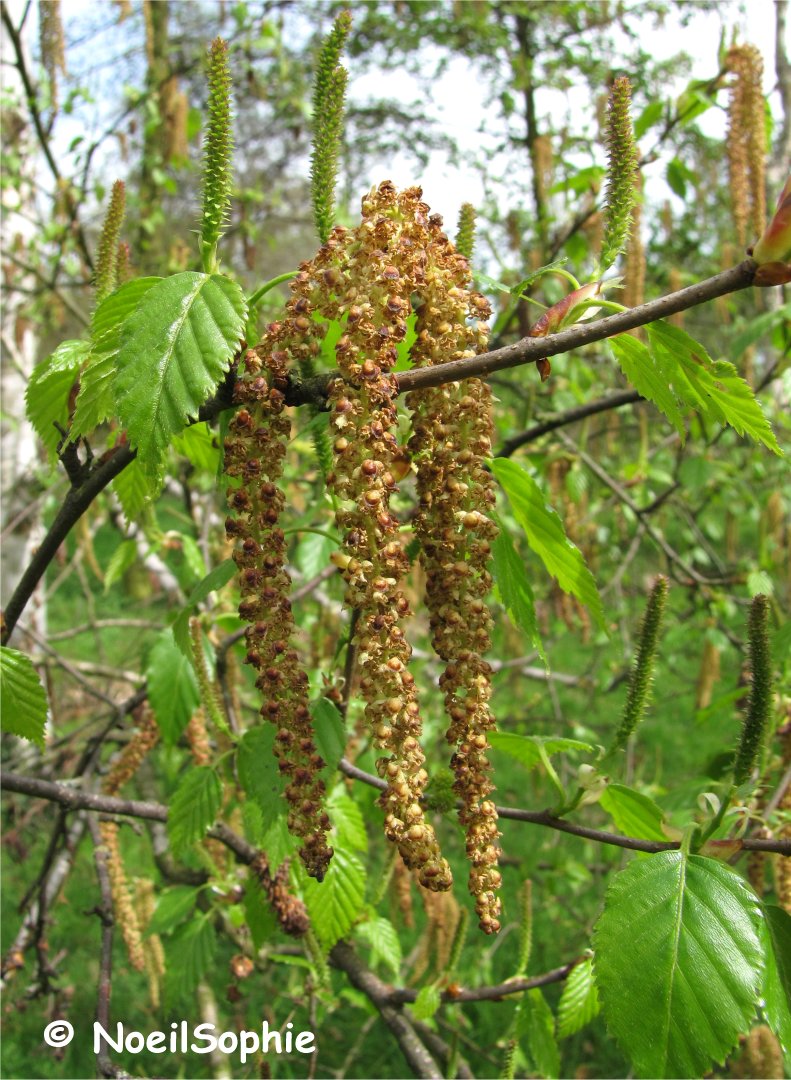 Le n'oeil de Sophie: Fleurs de bouleau