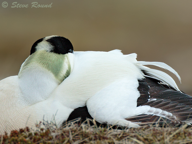 Steve Round Wildlife Photography: Iceland Trip - Eider Ducks