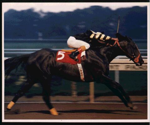 The Aspiring Equestrian: Seattle Slew: Four-Year-Old Season