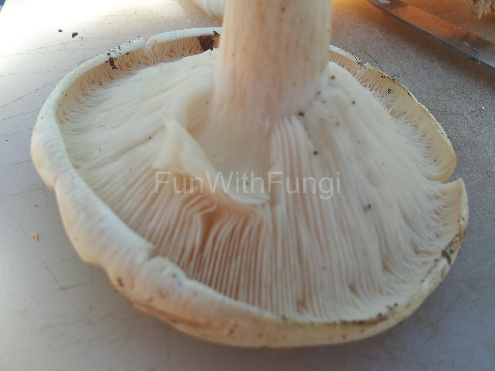 Leucopaxillus giganteus. Giant Funnel Cap. | Fun with fungi