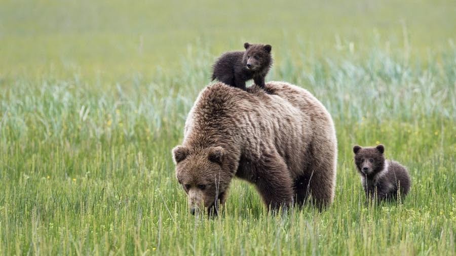 Vida animal..... - Las Mejores Fotografías del Mundo