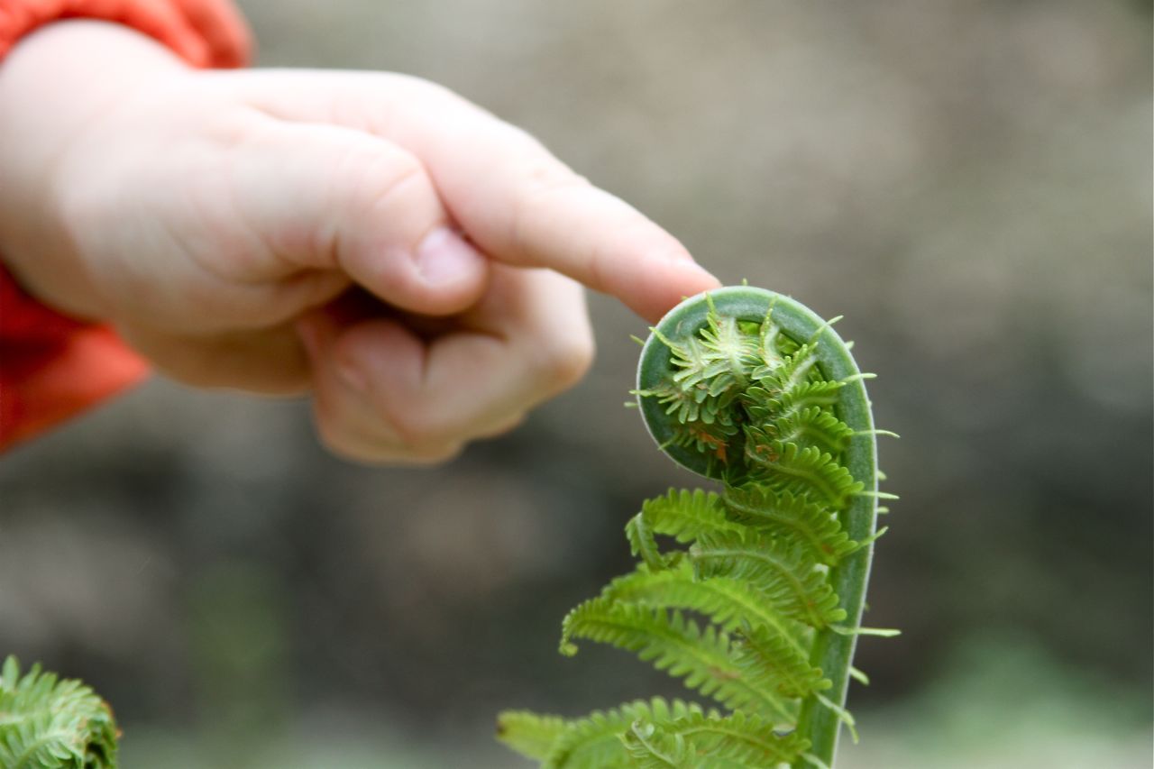 the fiddlehead report...a day in the life of the Rikkers: return of the ...