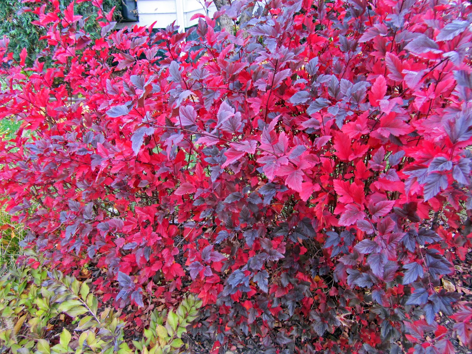 Gatsbys Gardens: Fall Color Is Not Just About The Trees!