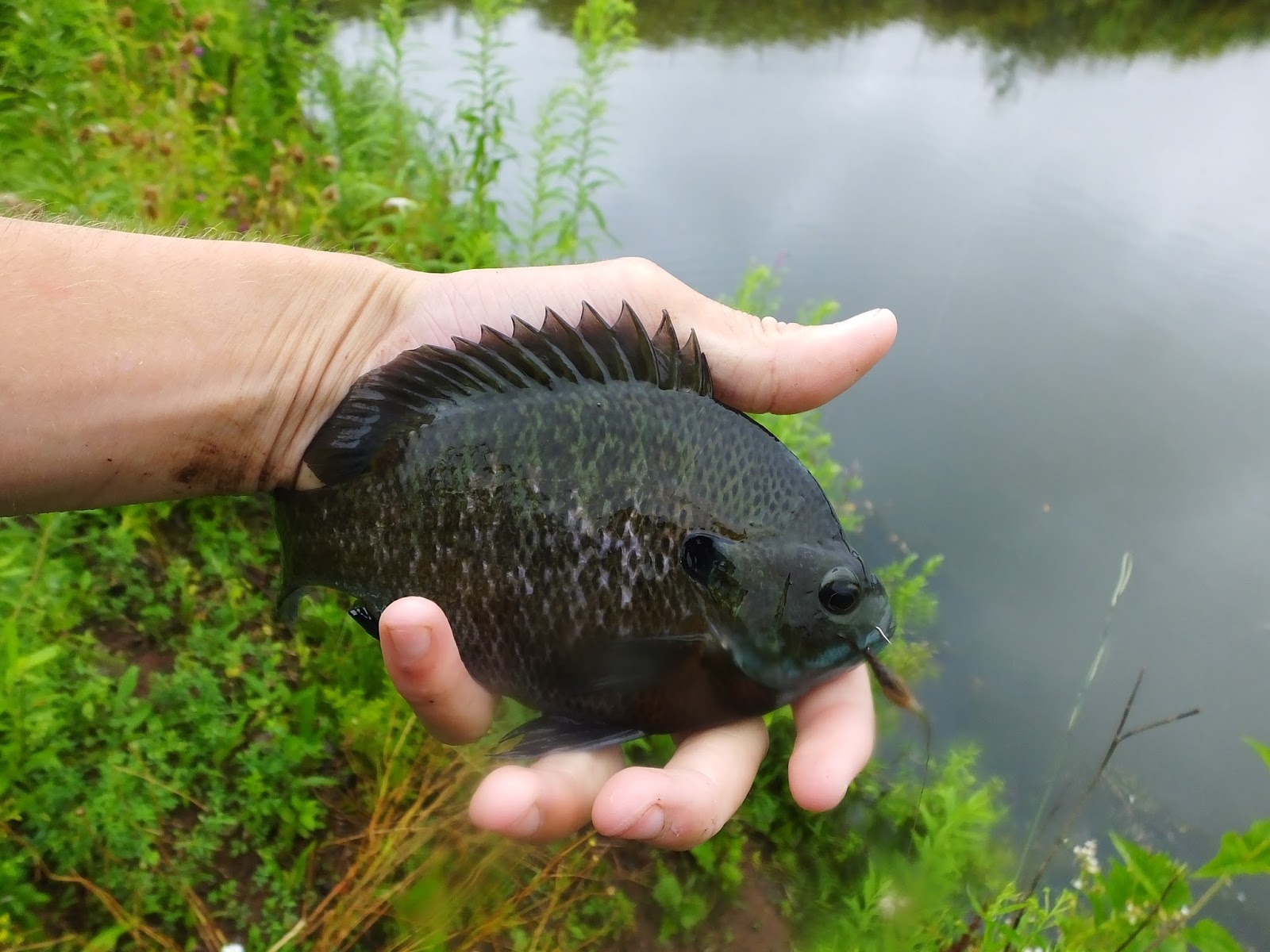 Connecticut Fly Angler: Identifying CT's Sunfishes