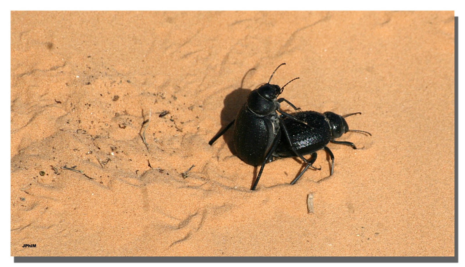 JPHIM PHOTOS: Insectes en balade dans le désert tunisien