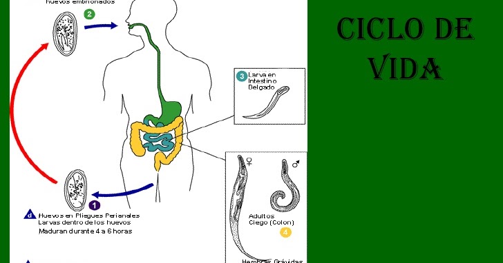 Enfermagem Aprimorada : ENTEROBIUS VERMICULARIS