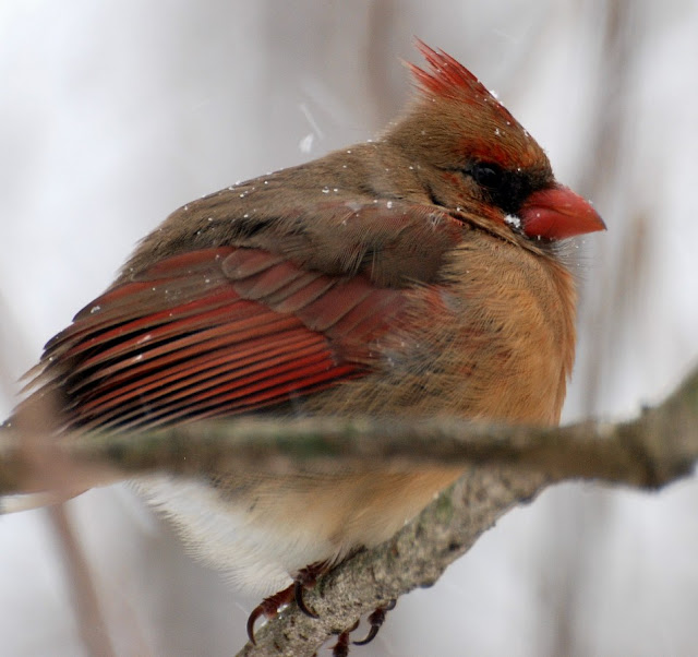 Birding Is Fun!: The Birds of Christmas