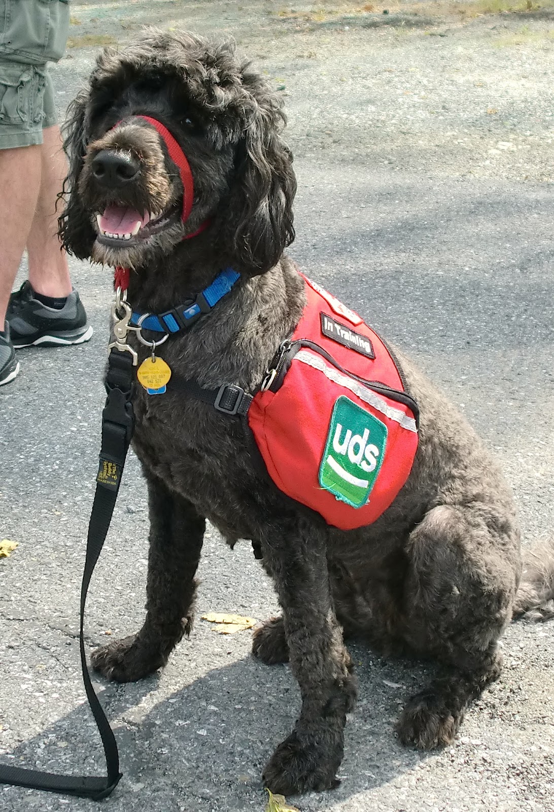 Yo Dog, 'Sup? – Columbia Spy