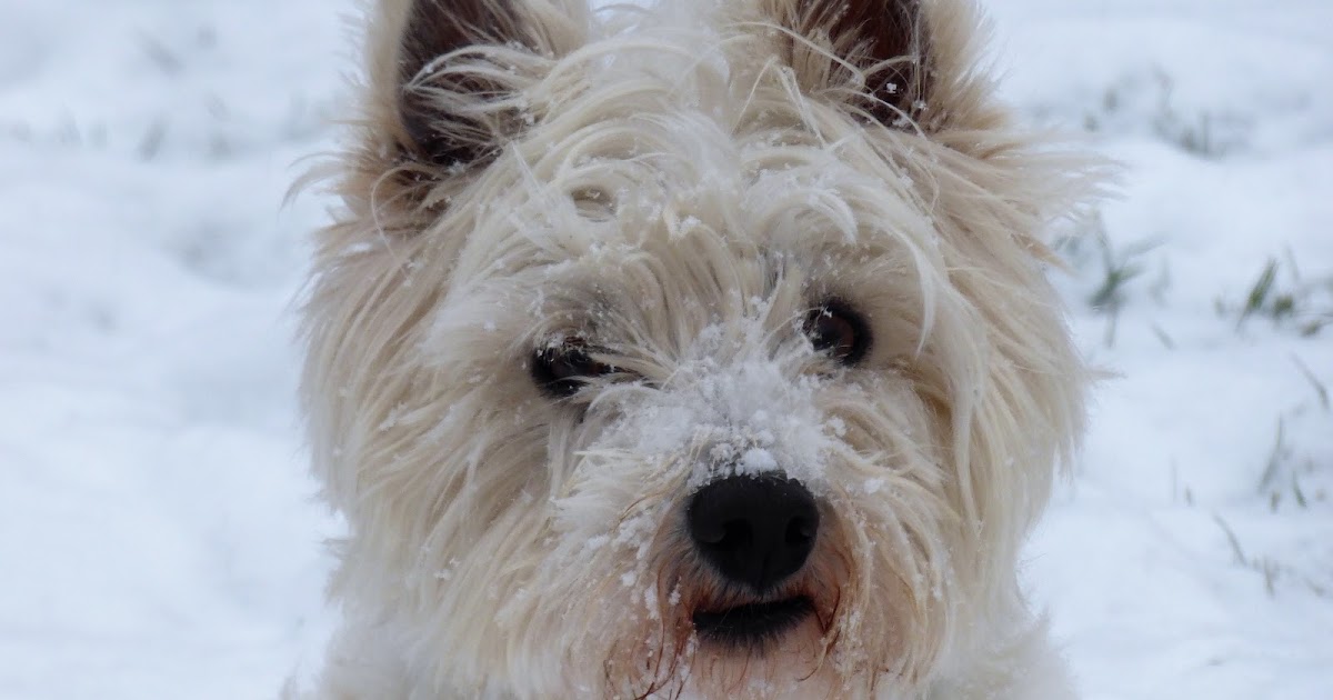 The Beast from the East