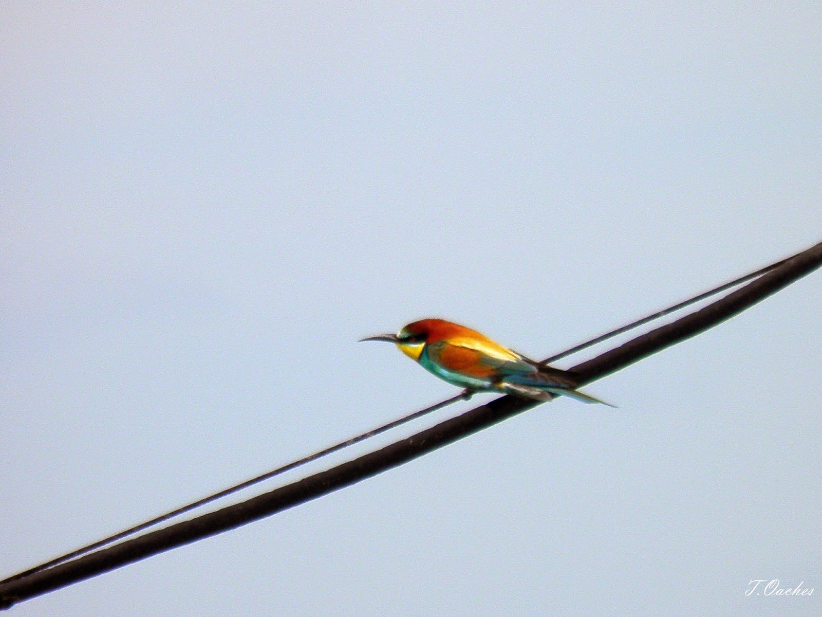 PASARI DIN ROMANIA: PRIGORIE, Merops apiaster