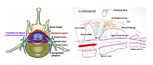 Teknik Operasi Caesar pada Hewan (Bedah Genitalia) - Mydokterhewan