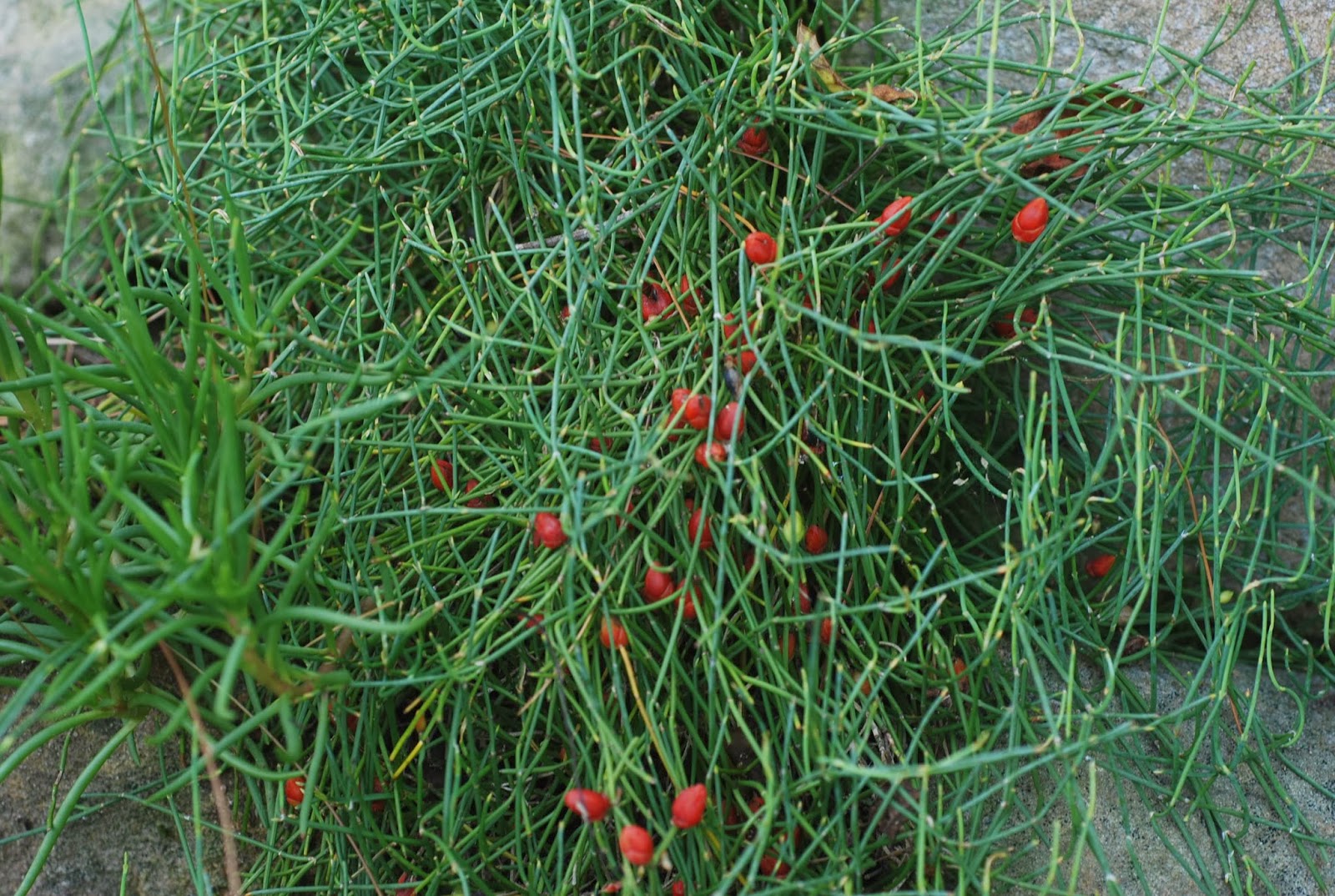 Lifestyle Garden: Growing Weird Plants