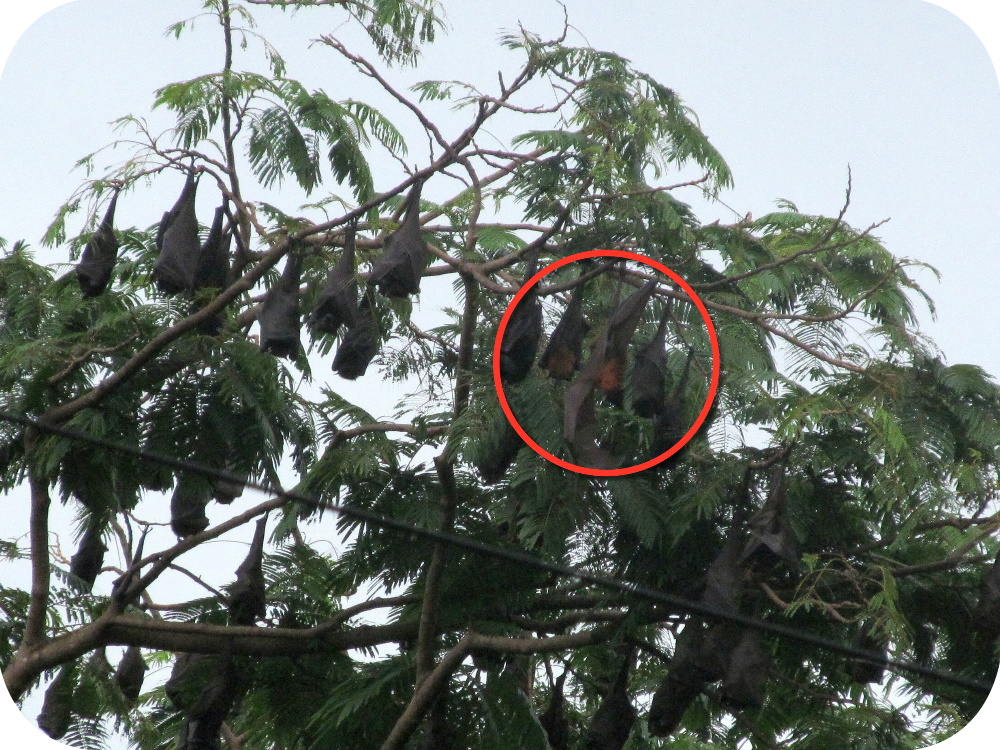 Bunkers, Monkeys, Fruit Bats and that Orb in Subic - Travex Travels ...