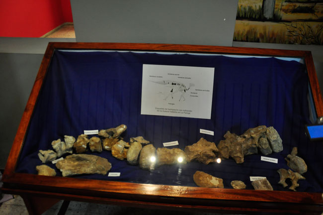 Fundacion Dinosaurios Cyl: "Lapampasaurus cholinoi", el dinosaurio de ...