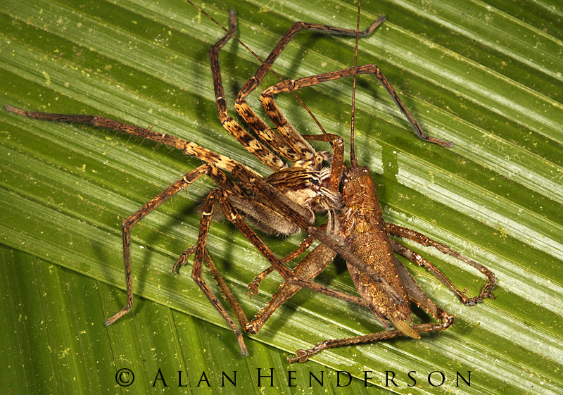 Minibeast Wildlife - Rainforest Encounters: Costa Rica Day 11 ...