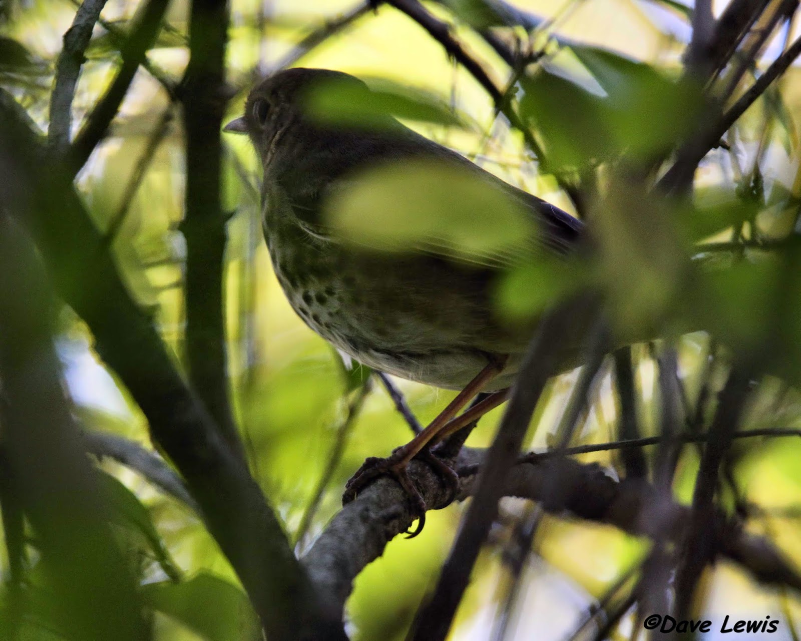 Birds from Behind : An Autumn Walk in Our Neighborhood...