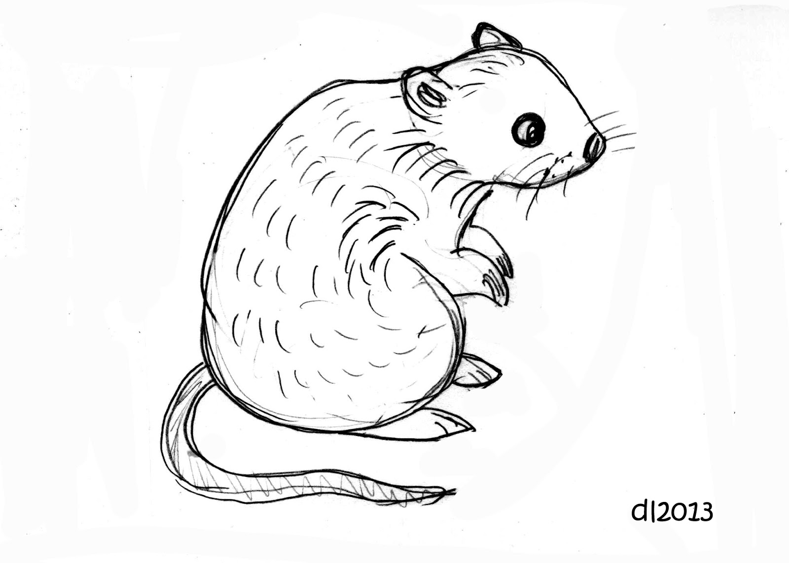 Muskrat Color Page Sketch Coloring Page