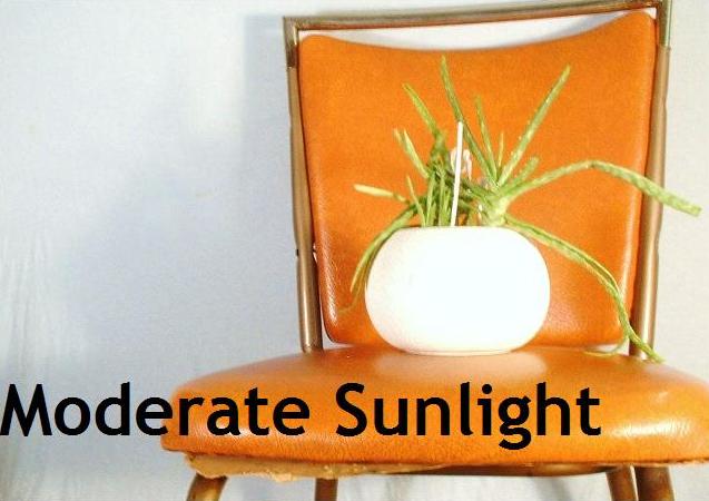 Moderate Sunlight