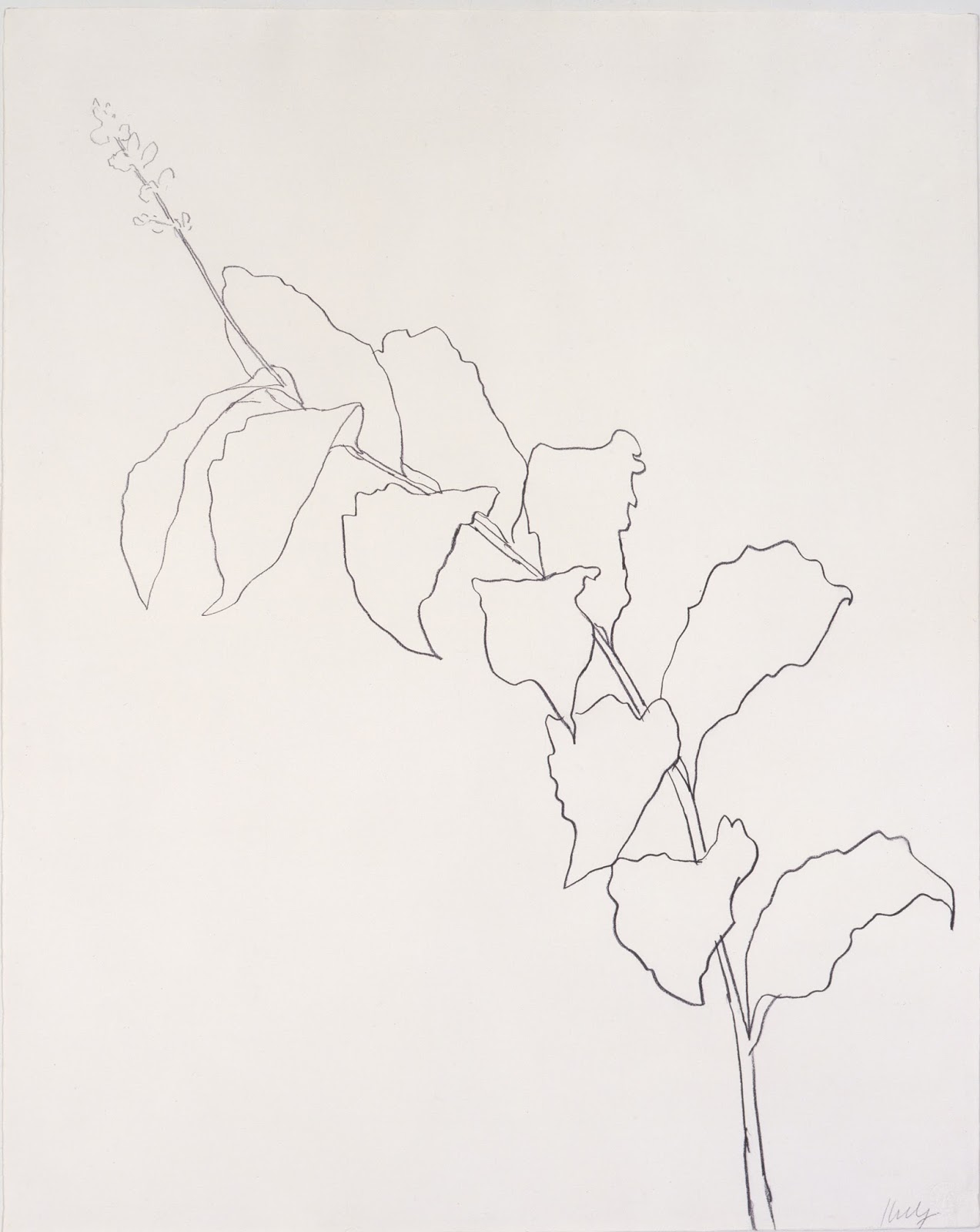 Ellsworth Kelly Drawings