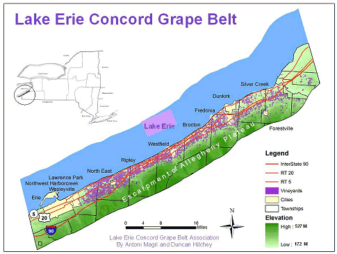 Empire State Farming: Trying to Boost NY's Concord Grape Industry