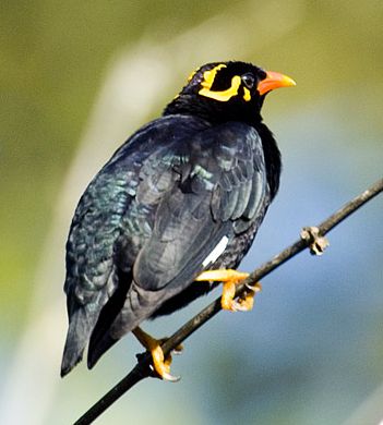 Sri Lankan Endemic Birds: Lanka Salalihiniya - Sri Lanka Hill Myna ...