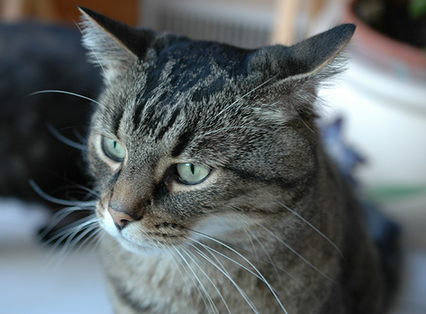 Knatolee's World: Catty McCattykins Catty Catty Cat Cat Catamania Catness!