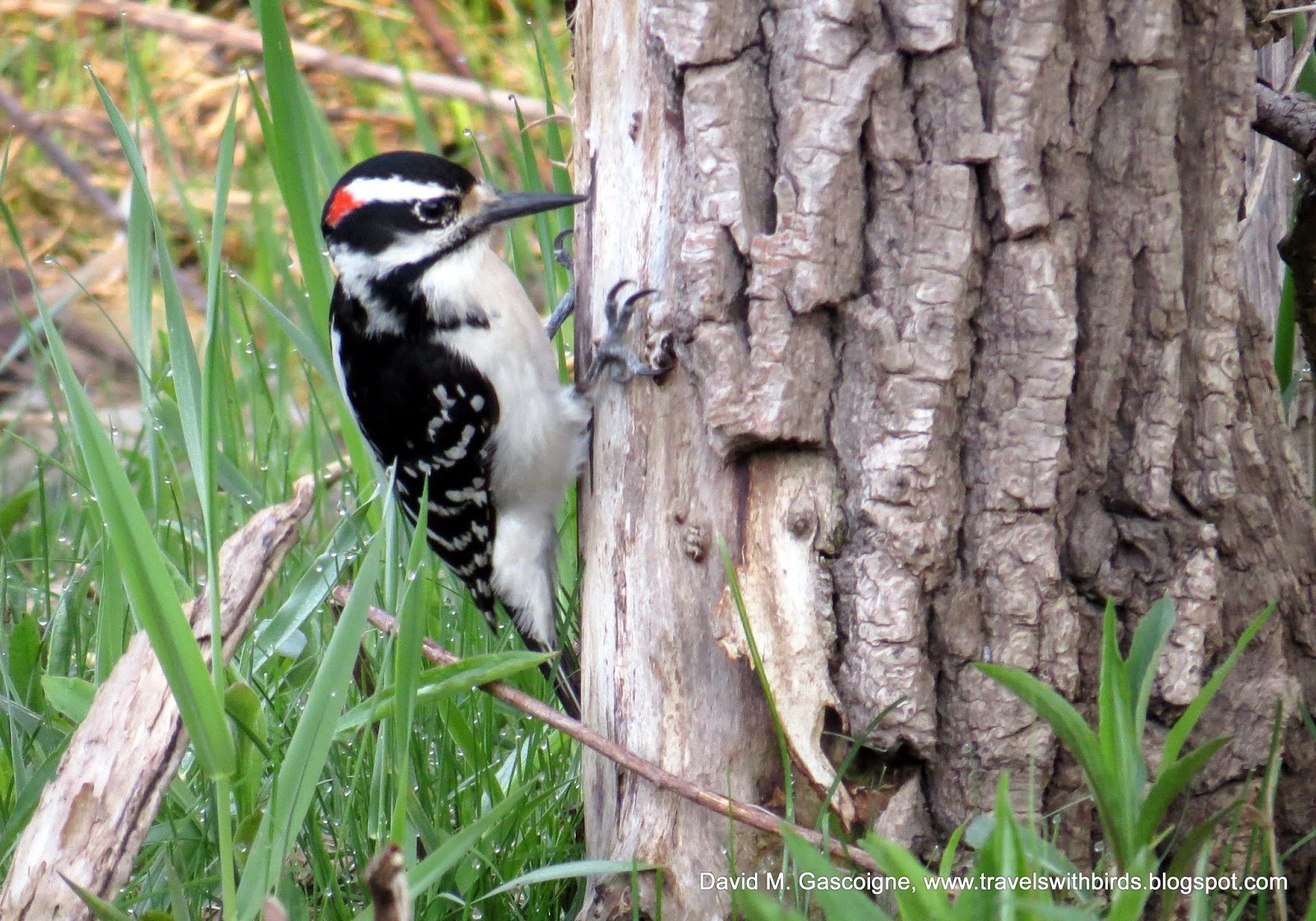 Woodlot at the University of Waterloo, Waterloo, ON - Travels With Birds