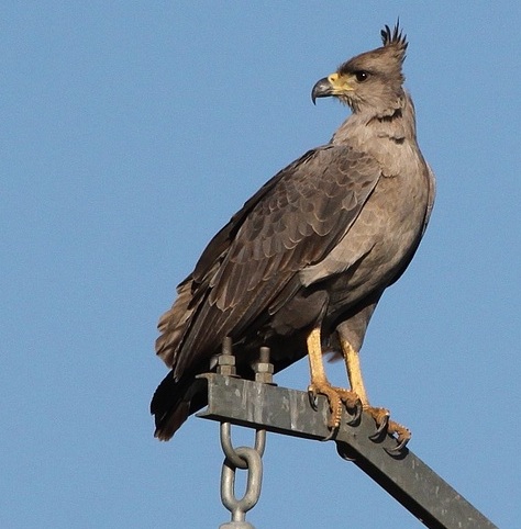 Chaco eagle - Alchetron, The Free Social Encyclopedia