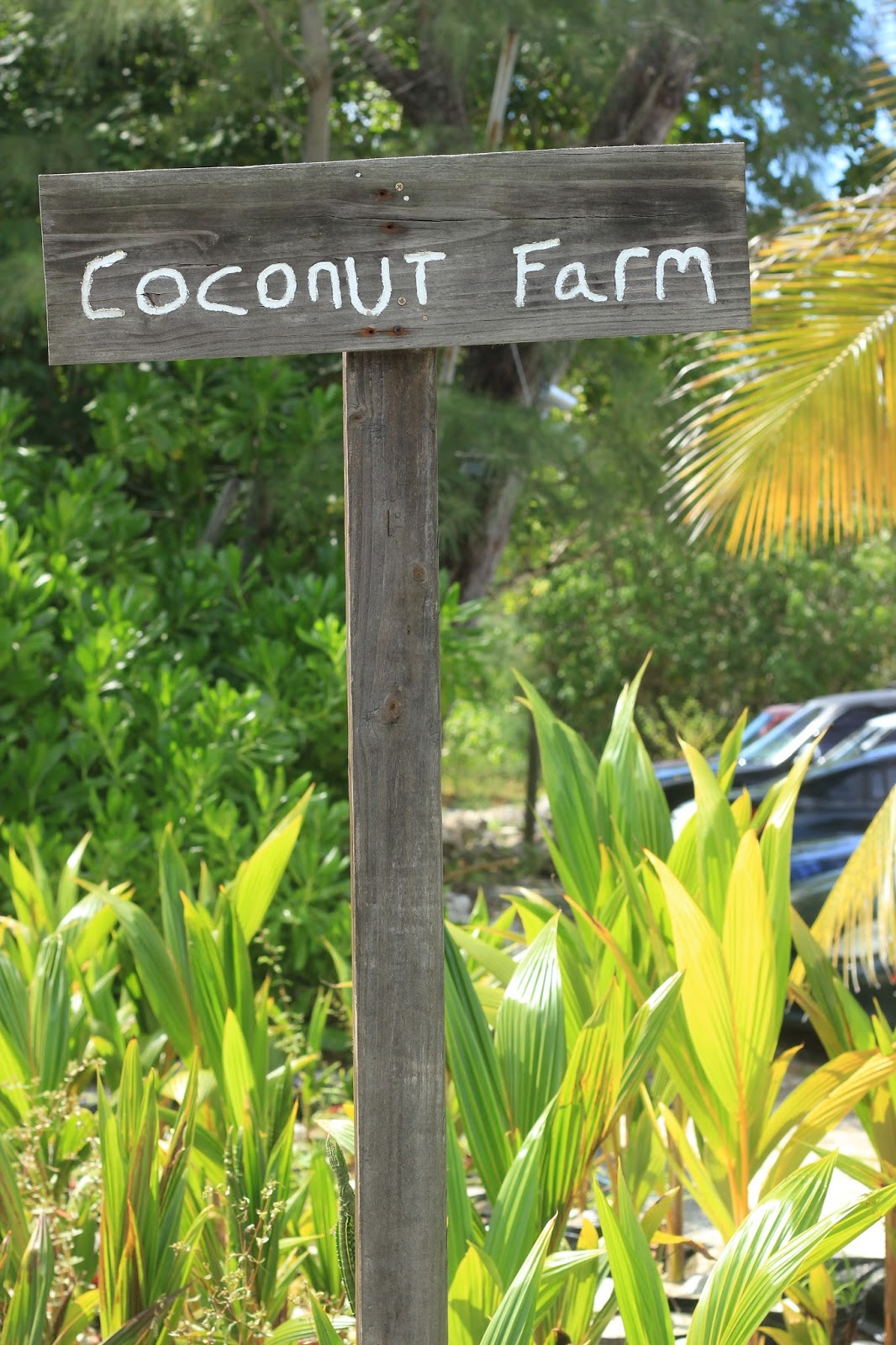 Small Hope Bay Lodge Andros Island Bahamas: Our Coconut Farm and Garden
