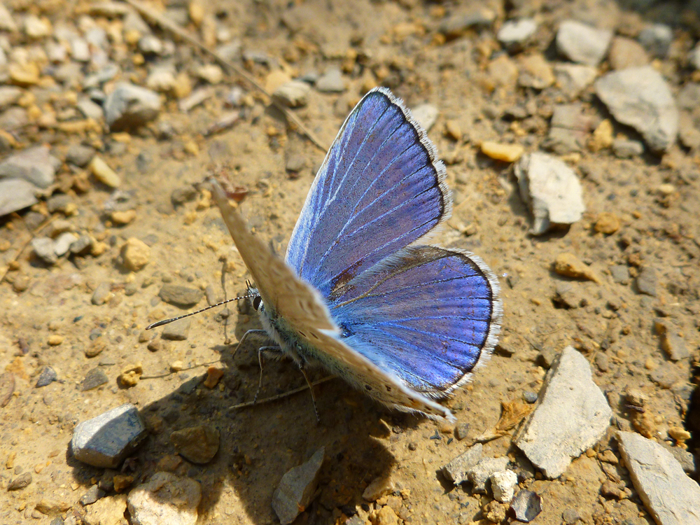 Le Blog de Sylvie: Papillon Bleu