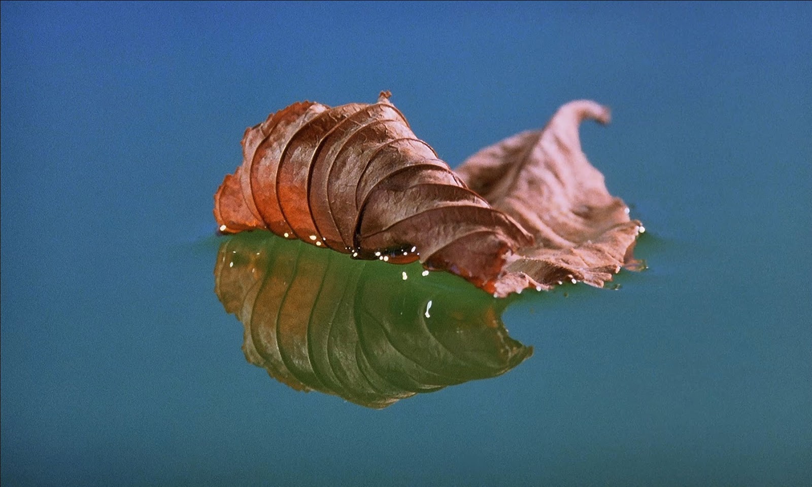 The Beautiful Film Frames: Microcosmos (1996) Blu-Ray Screenshots