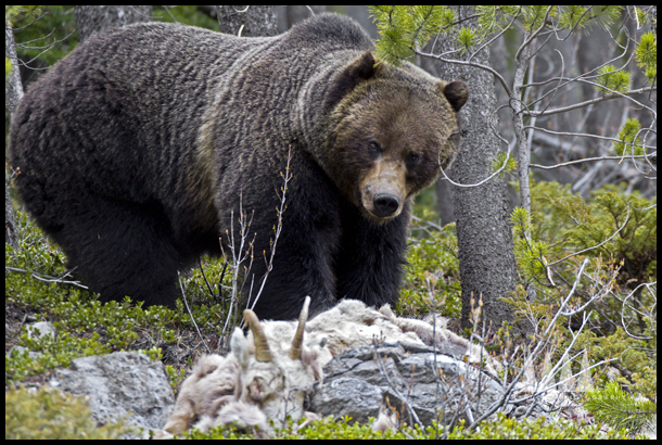 Cai Priestley's Wildlife Photography Blog: The Grizzly And The Sheep