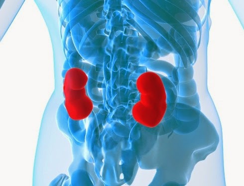 Problemas renais atinge mais de 1 milhão de pessoas no Brasil.