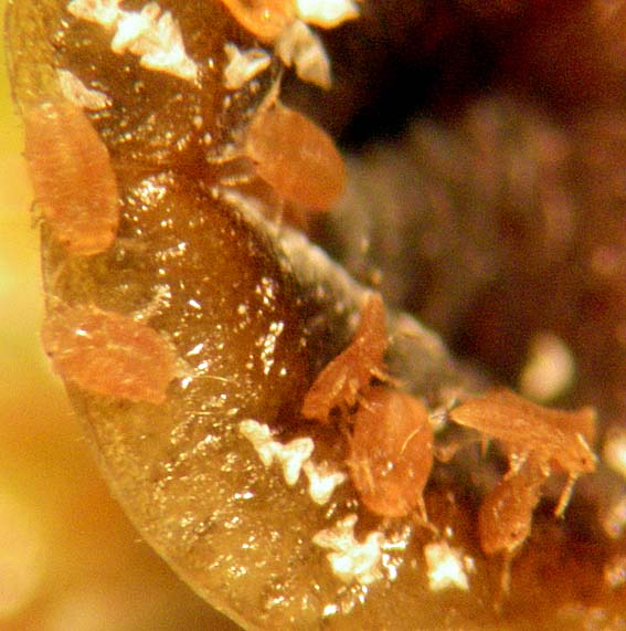 Beyond the Human Eye: Scale insects ....