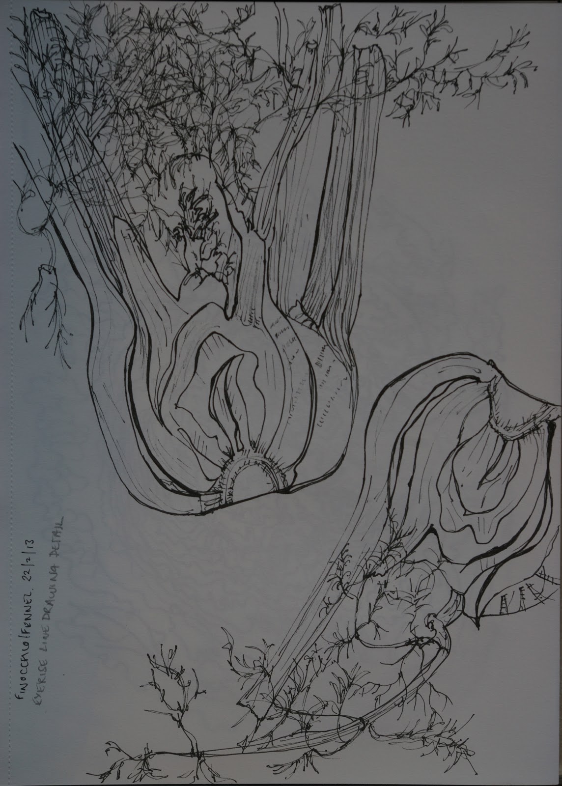 Aylish's OCA Learning Log: Project: Detailed Observation. Exercise:Line ...