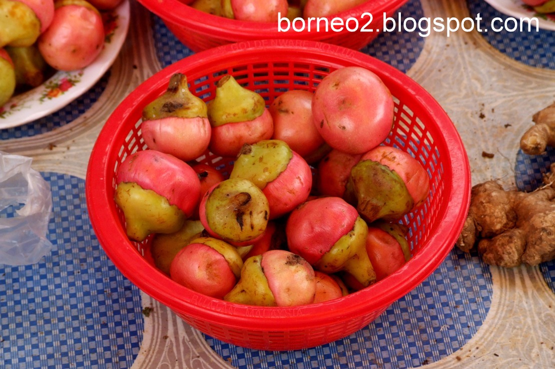 Borneo Island, Awaken To A Different World: Engkalak - Litsea Garciae