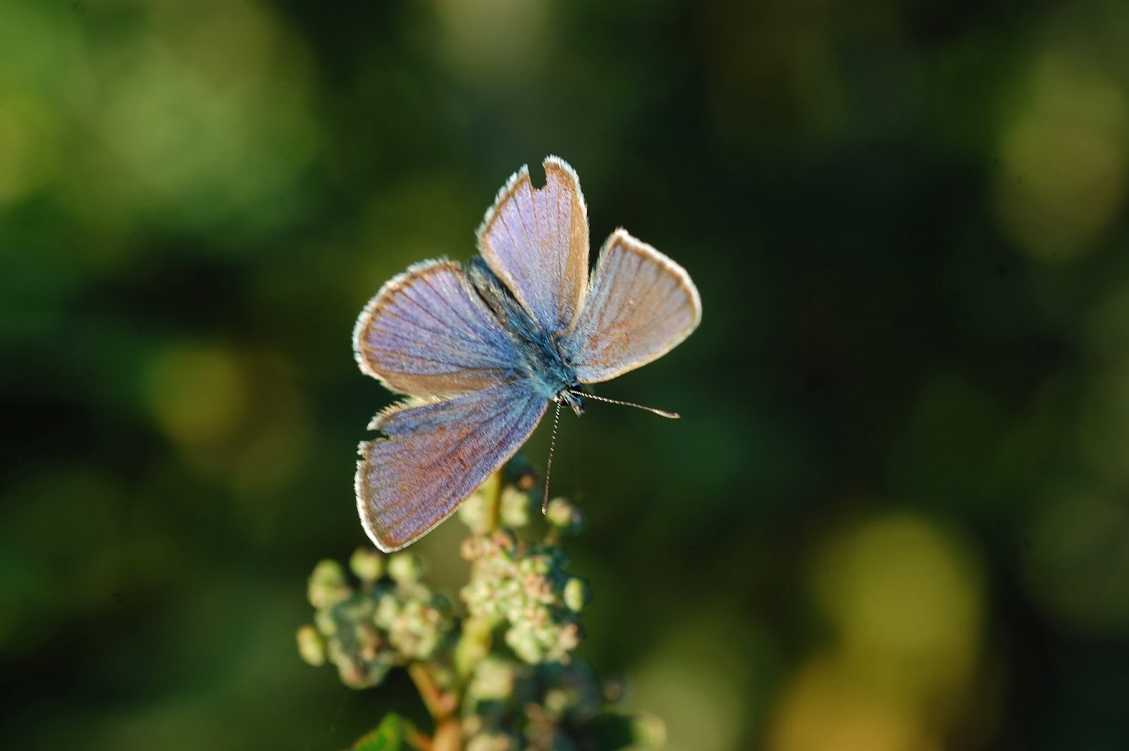 Le chasse-papillons: Fin de saison