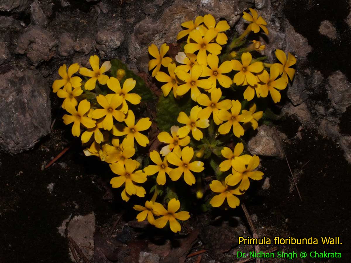 Medicinal Plants: Primula floribunda