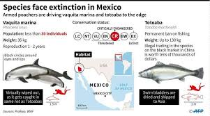 Vaquita Update: New Fishing Regulations in the Upper Golfo de ...