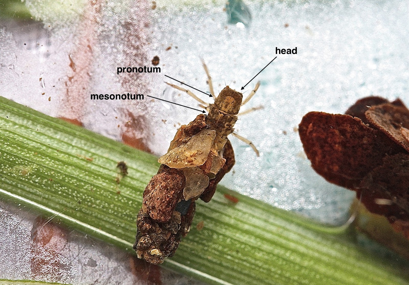 Aquatic Insects of Central Virginia: More on the tubercles on the ...