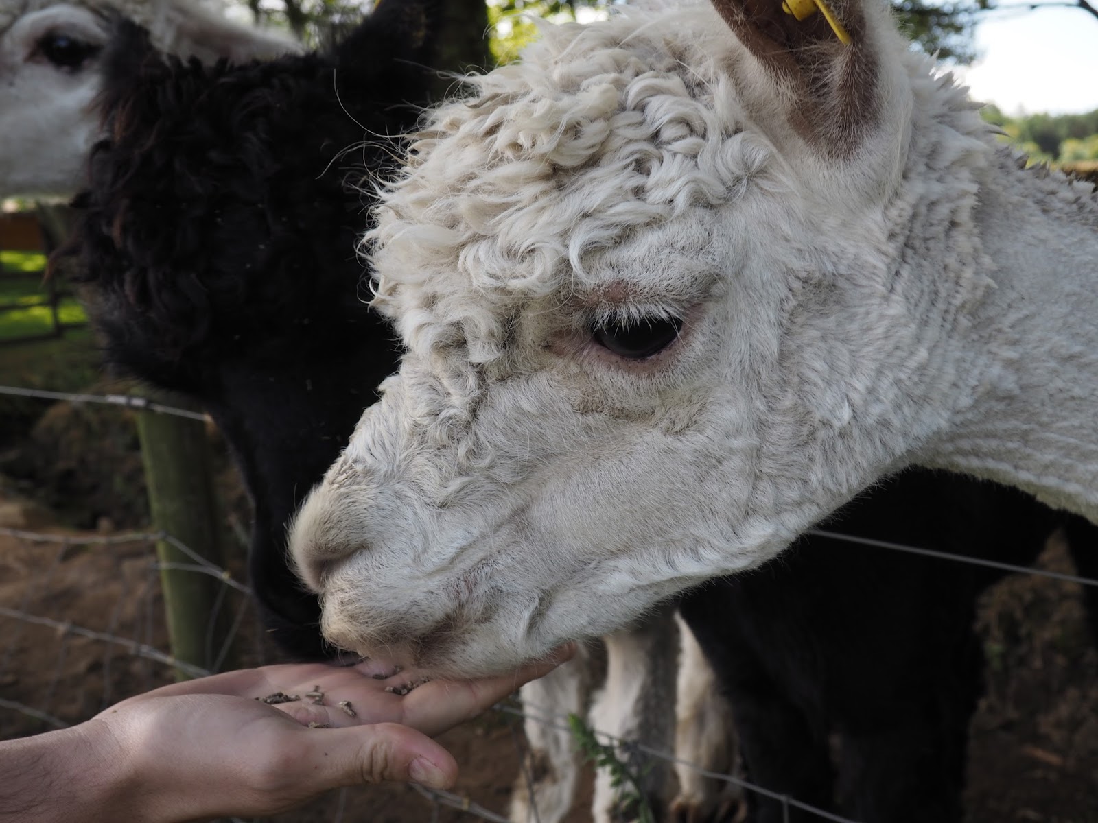 Mayfield Alpaca Farm. | Wild Flowers | Bloglovin’